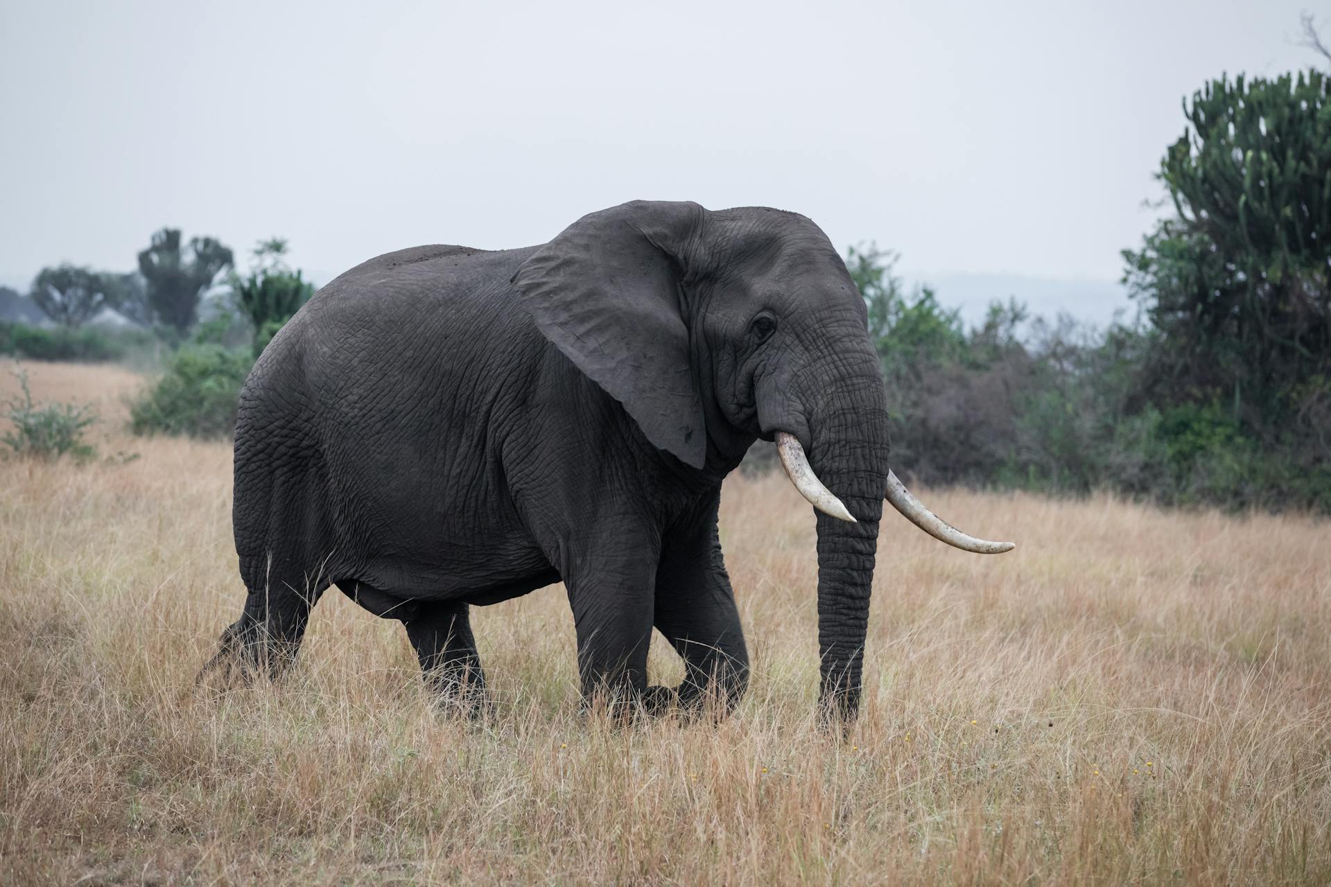 Wildlife in Queen Elizabeth National Park | Safari Guide