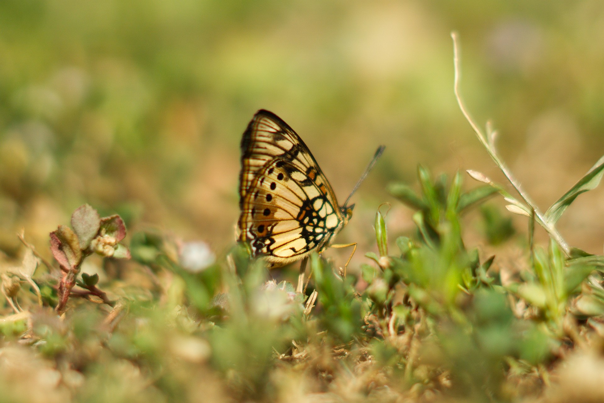 Butterflies in Queen Elizabeth Park | Species & Best Viewing Times
